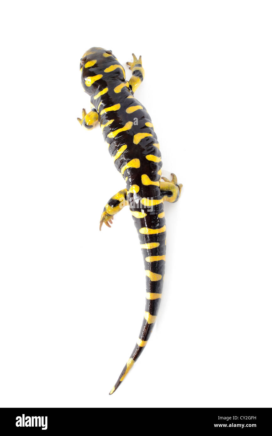 Tiger salamander (ambystoma tigrinum) isolated on white background ...