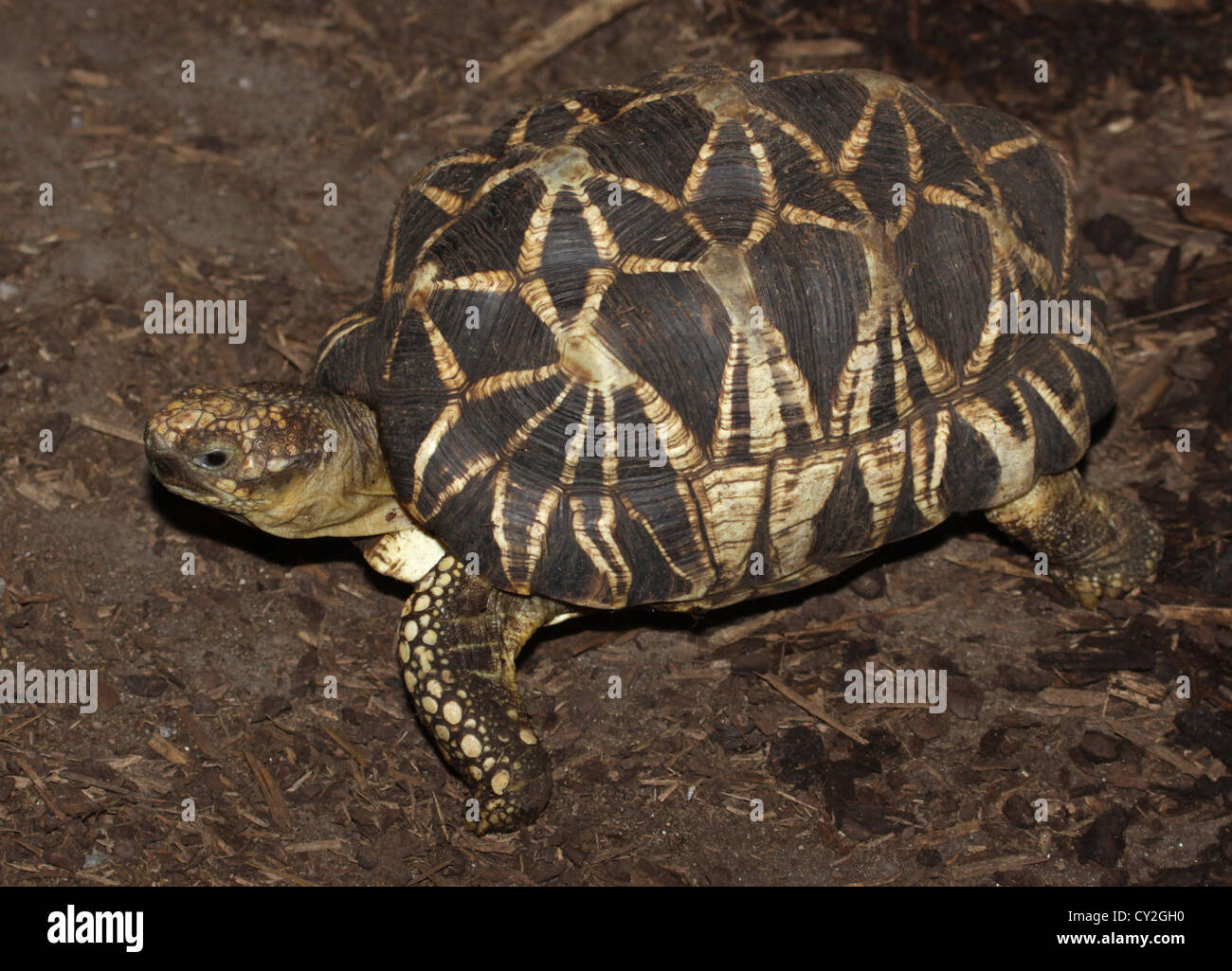 Burmese Star Tortoise Stock Photo - Alamy