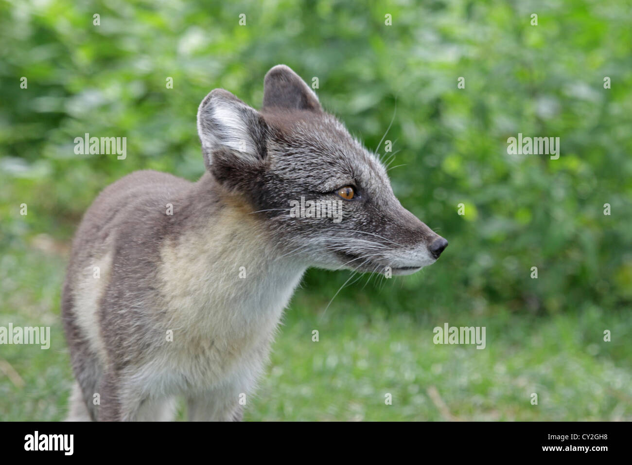 Arctic fox face hi-res stock photography and images - Alamy