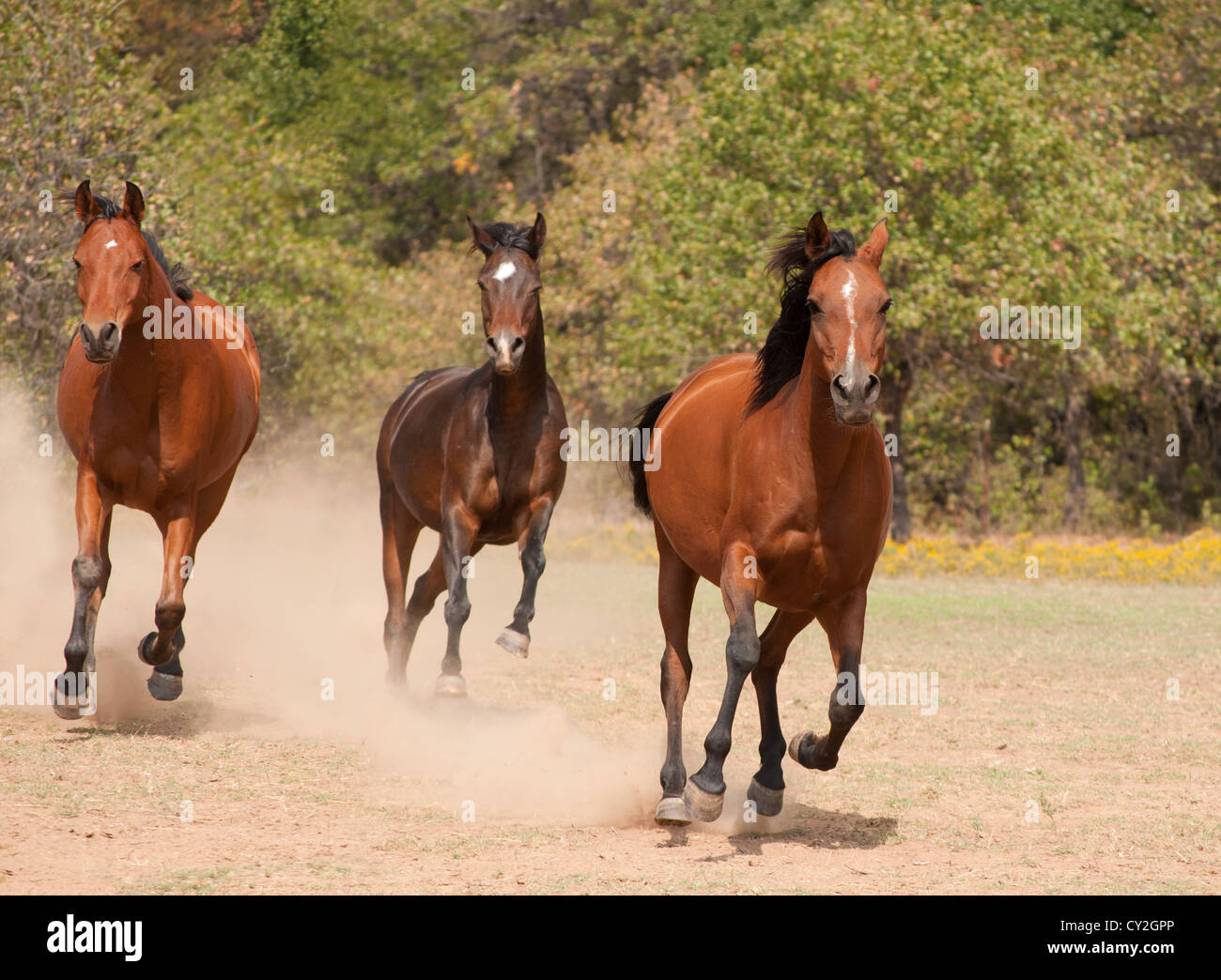 Horses Running