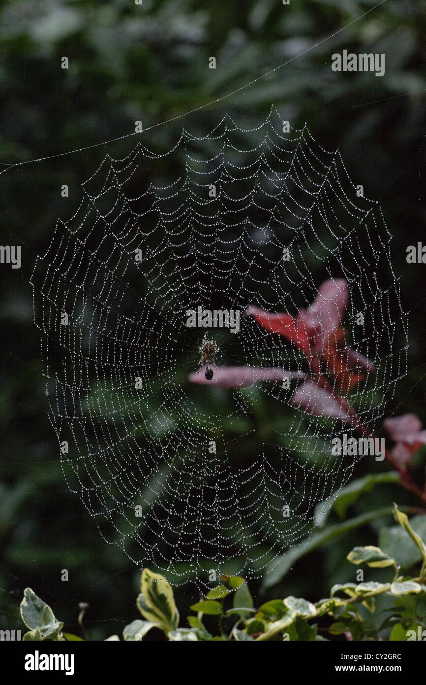 Rain spiders hi-res stock photography and images - Alamy