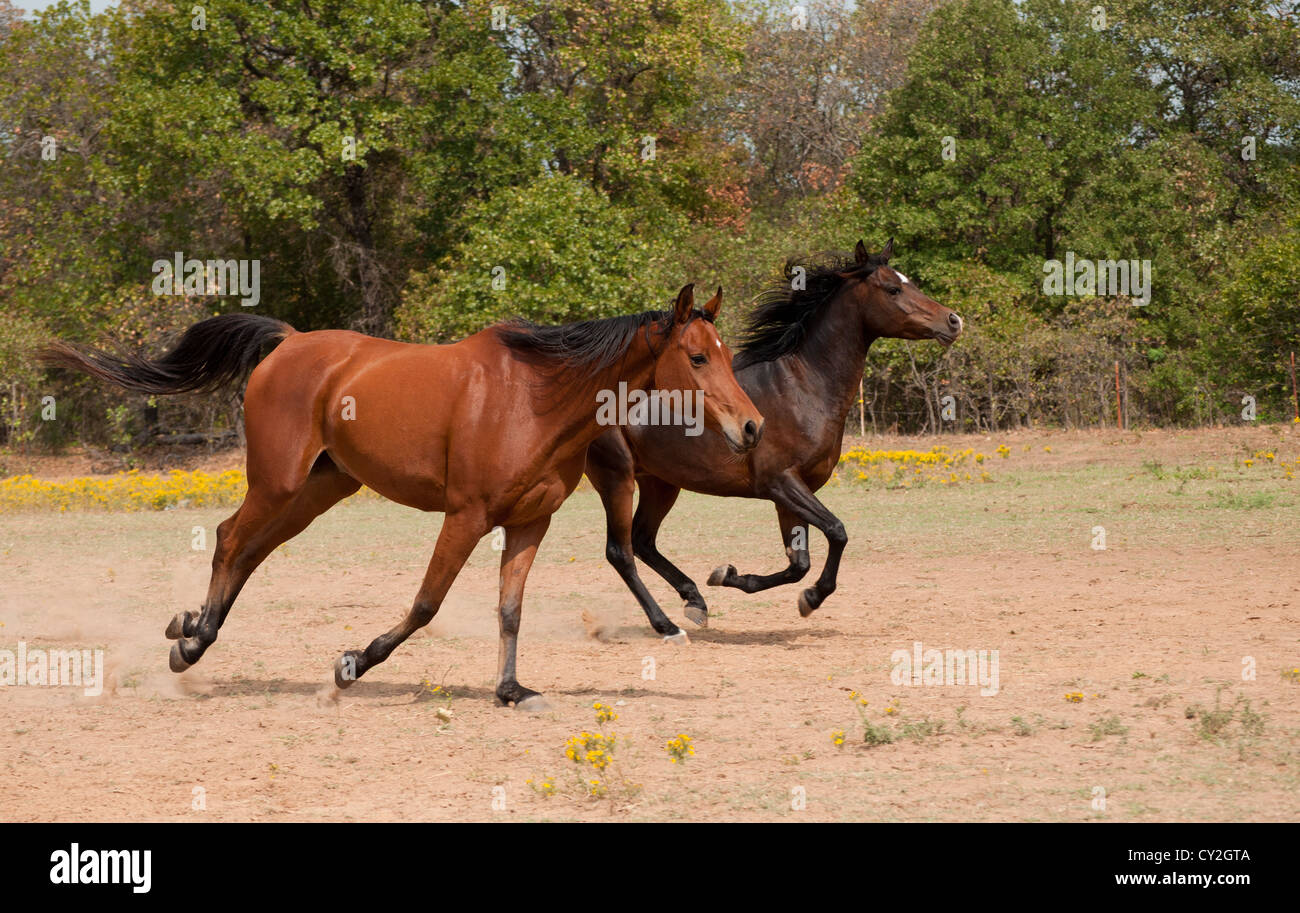 Two Horses Racing High Resolution Stock Photography and Images - Alamy