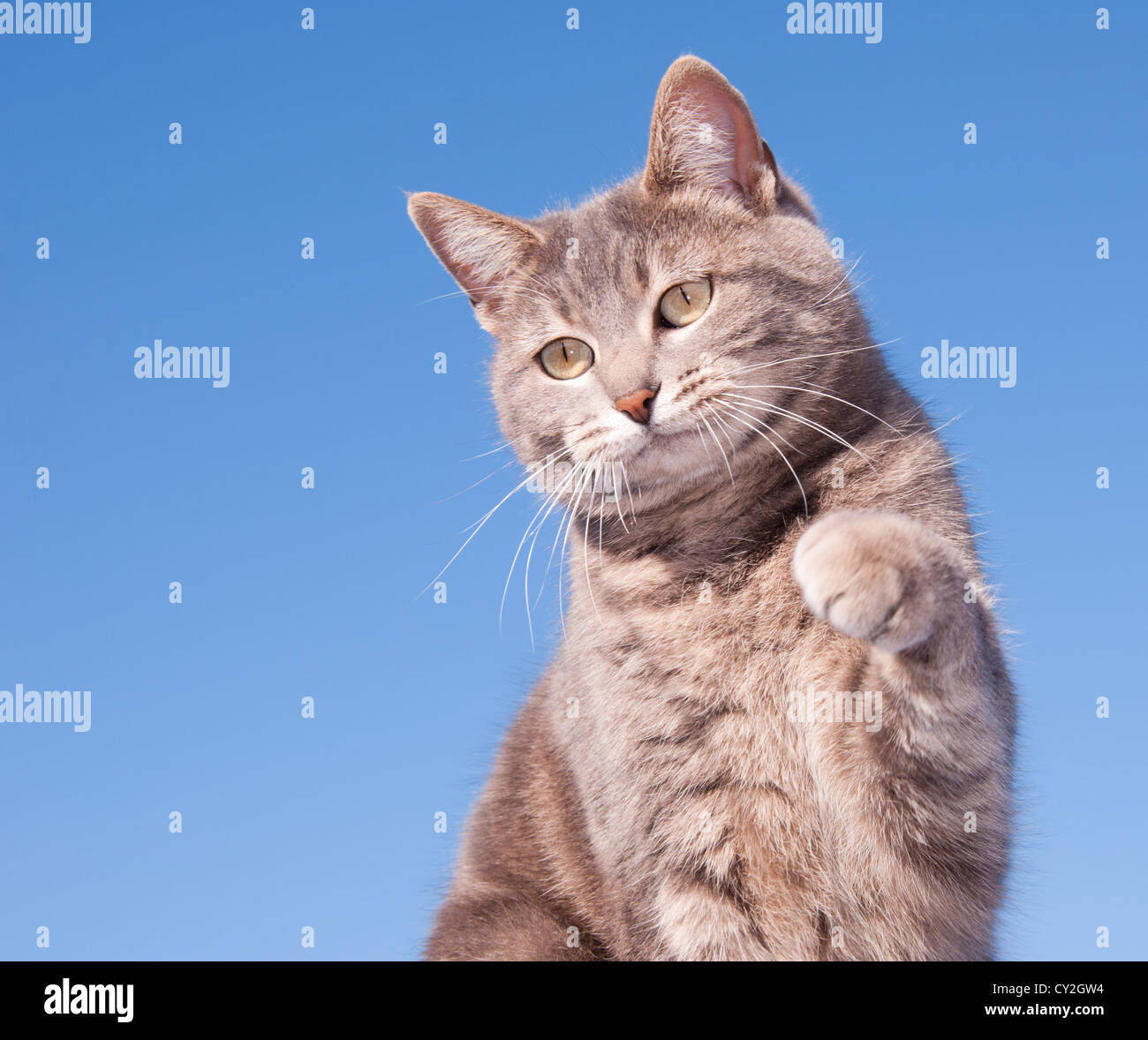 Cat paw in air hi-res stock photography and images - Alamy