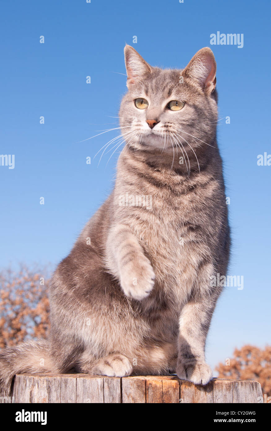 Cat paw in air hi-res stock photography and images - Alamy
