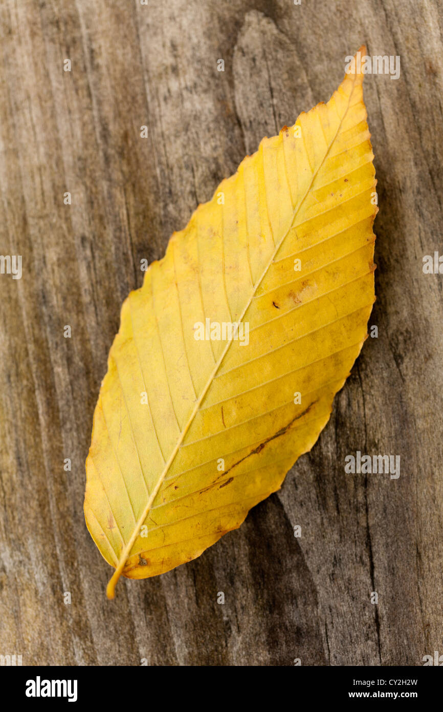 Individual single autumn fall leaf hi-res stock photography and images ...