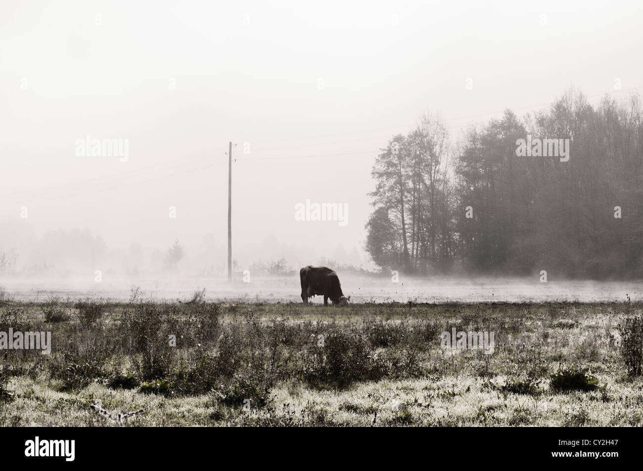 Apocalypse cow hi-res stock photography and images - Alamy