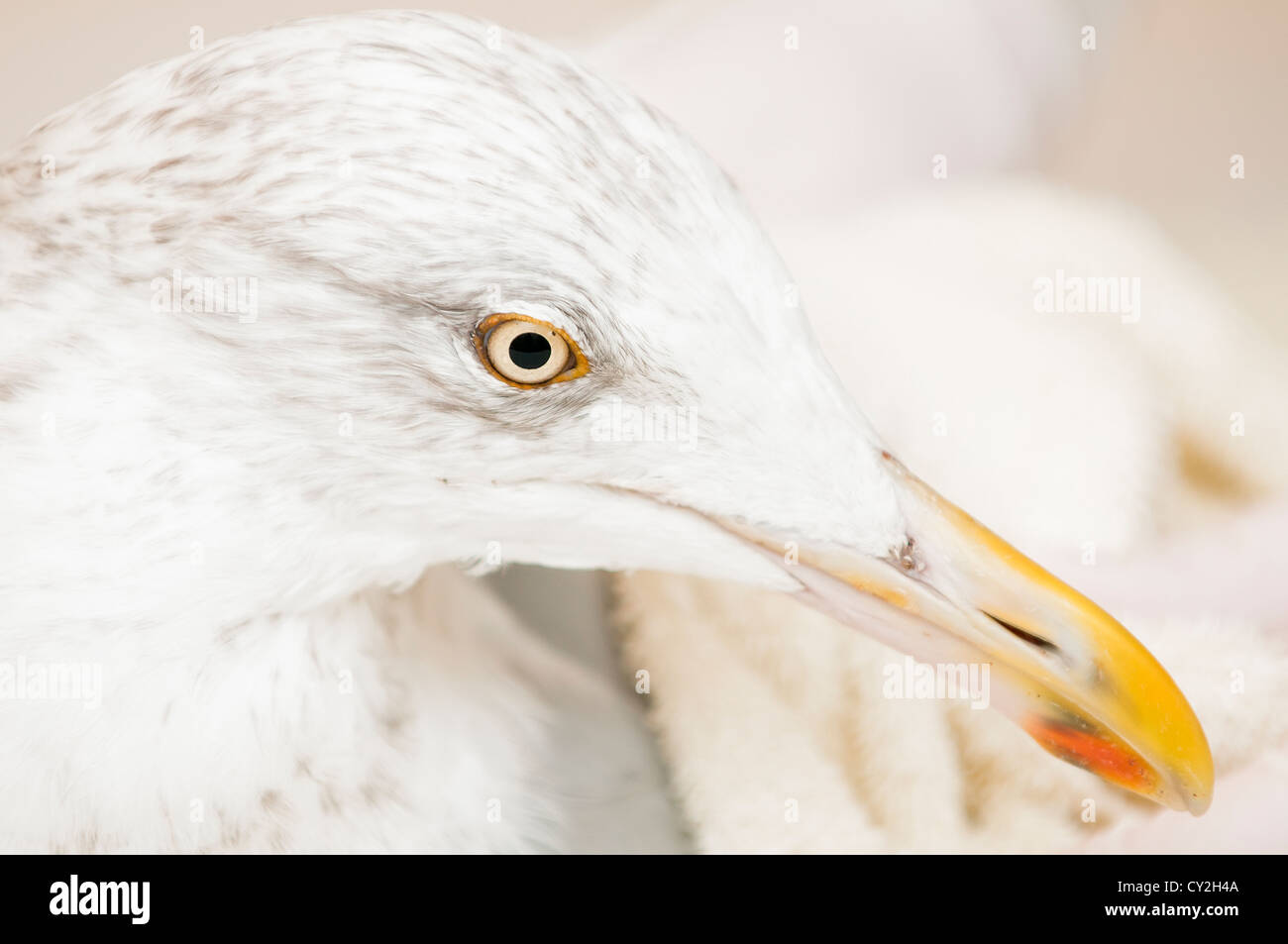 Seagull close examination hi-res stock photography and images - Alamy