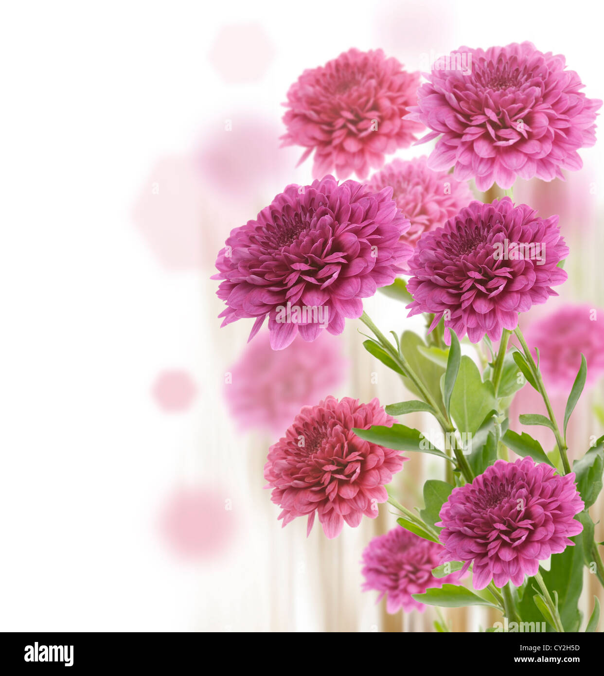 Fall Mum Flowers On White Background Stock Photo - Alamy