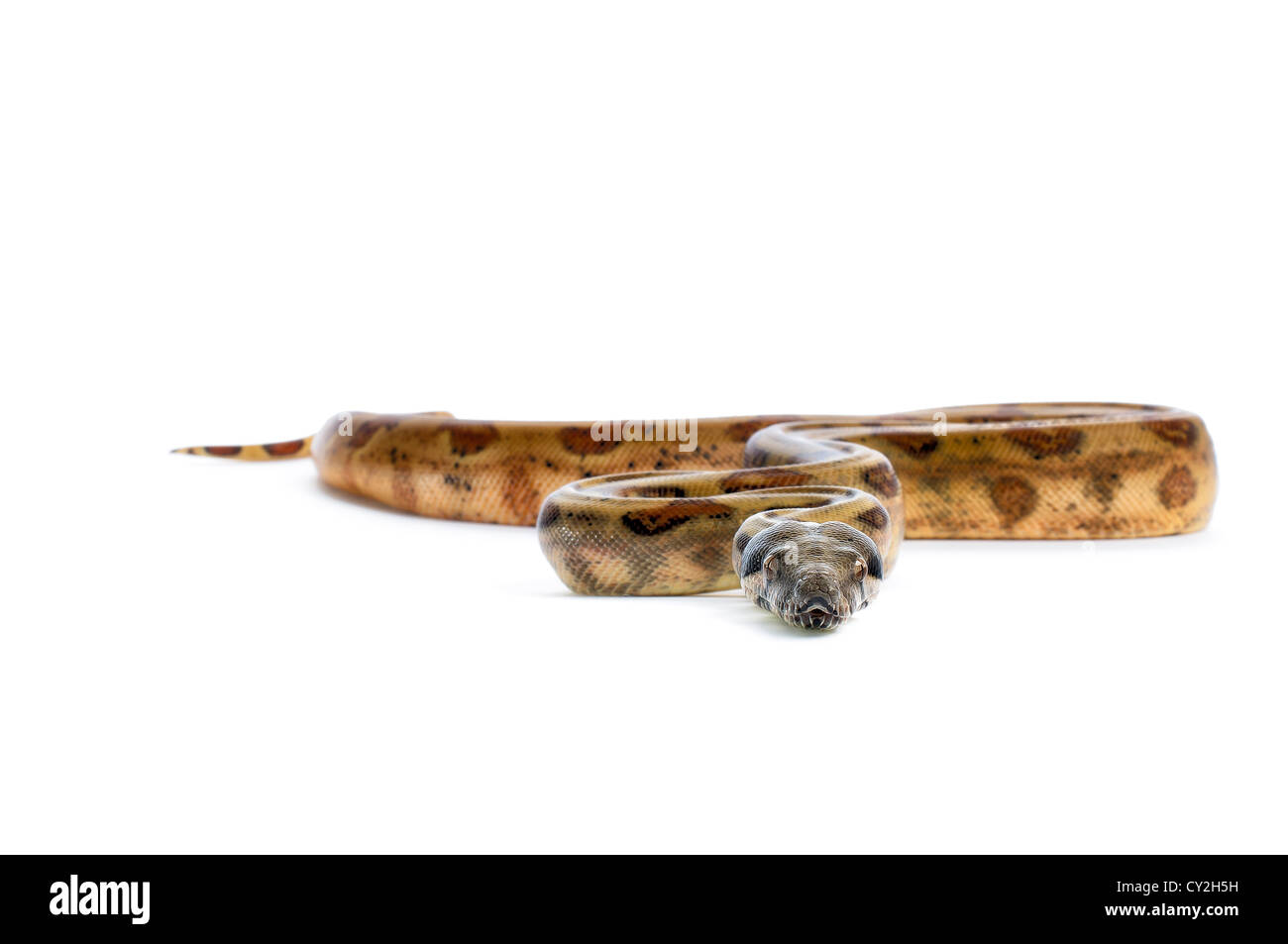 Boa constrictor hi-res stock photography and images - Alamy