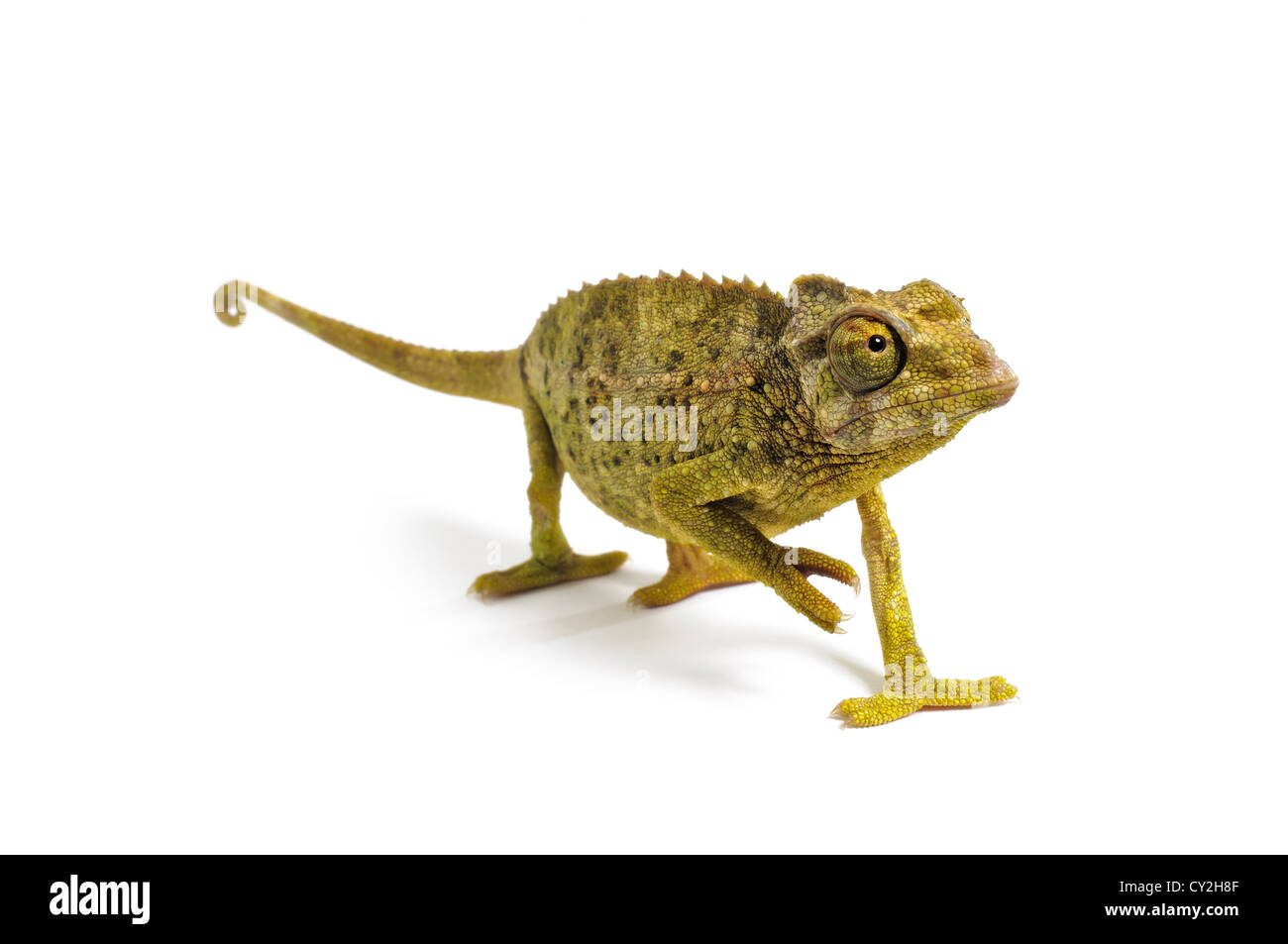 Jackson Chameleon Baby