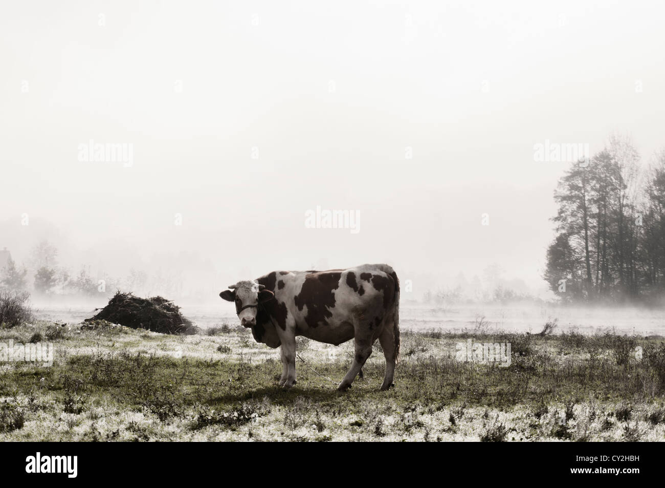 Apocalypse cow hi-res stock photography and images - Alamy