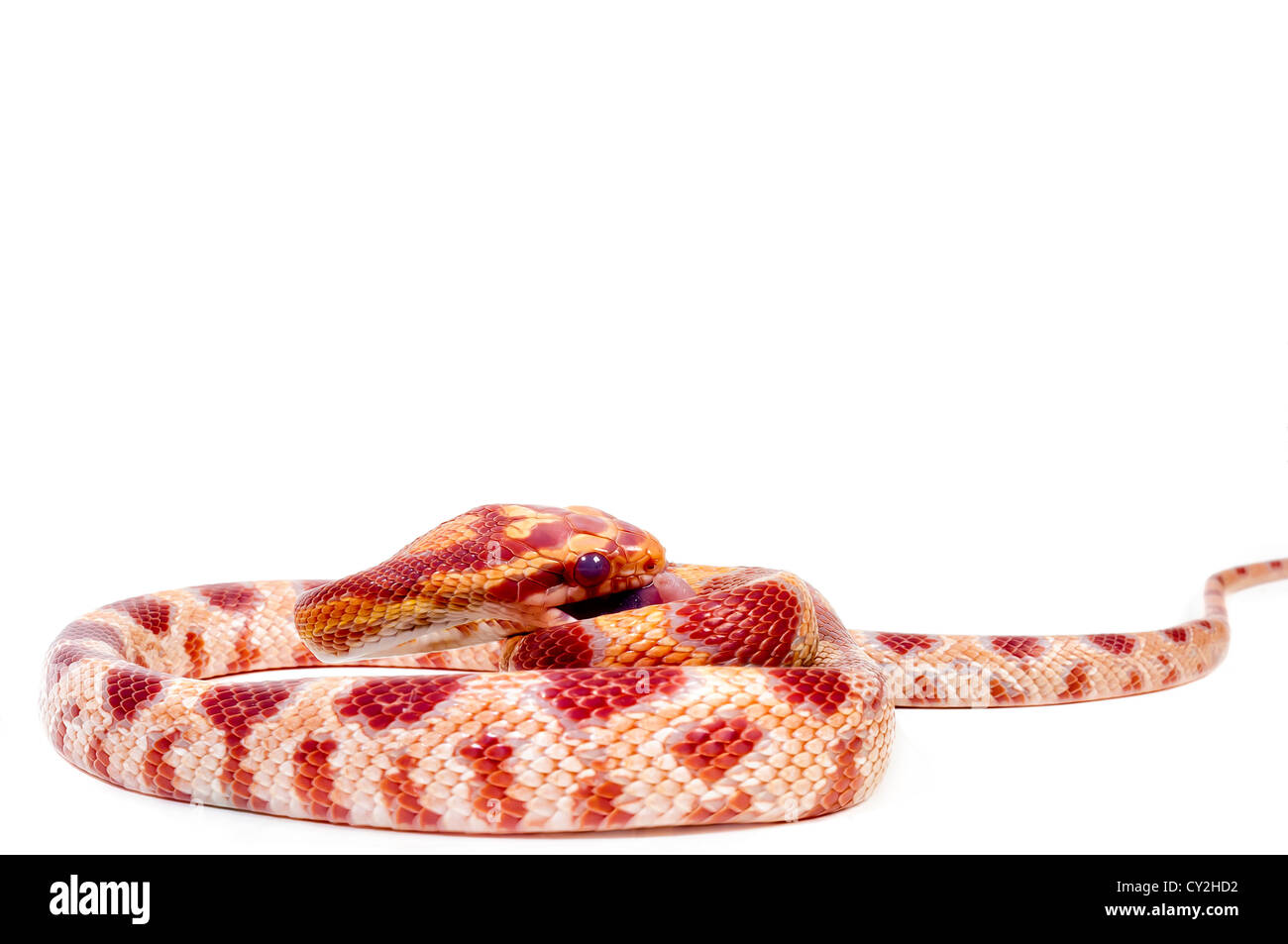 Snake Eating Snake Head