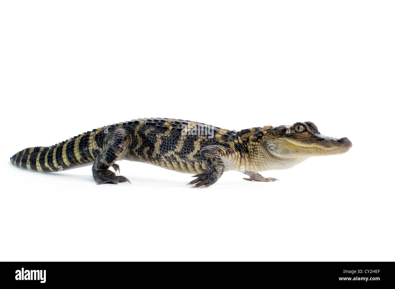 American alligator walking hi-res stock photography and images - Alamy