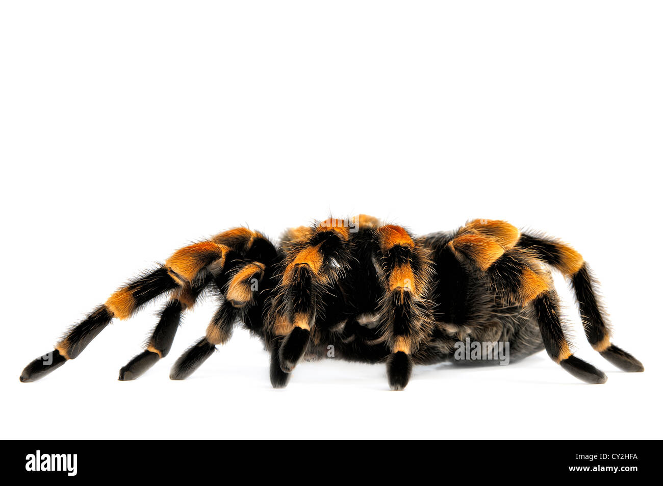 Terror background Cut Out Stock Images & Pictures - Alamy