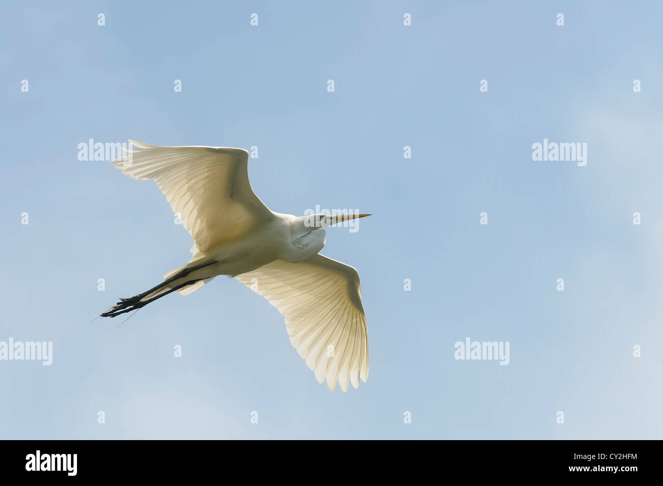 Great Egret flying with sky and cloud background Stock Photo - Alamy