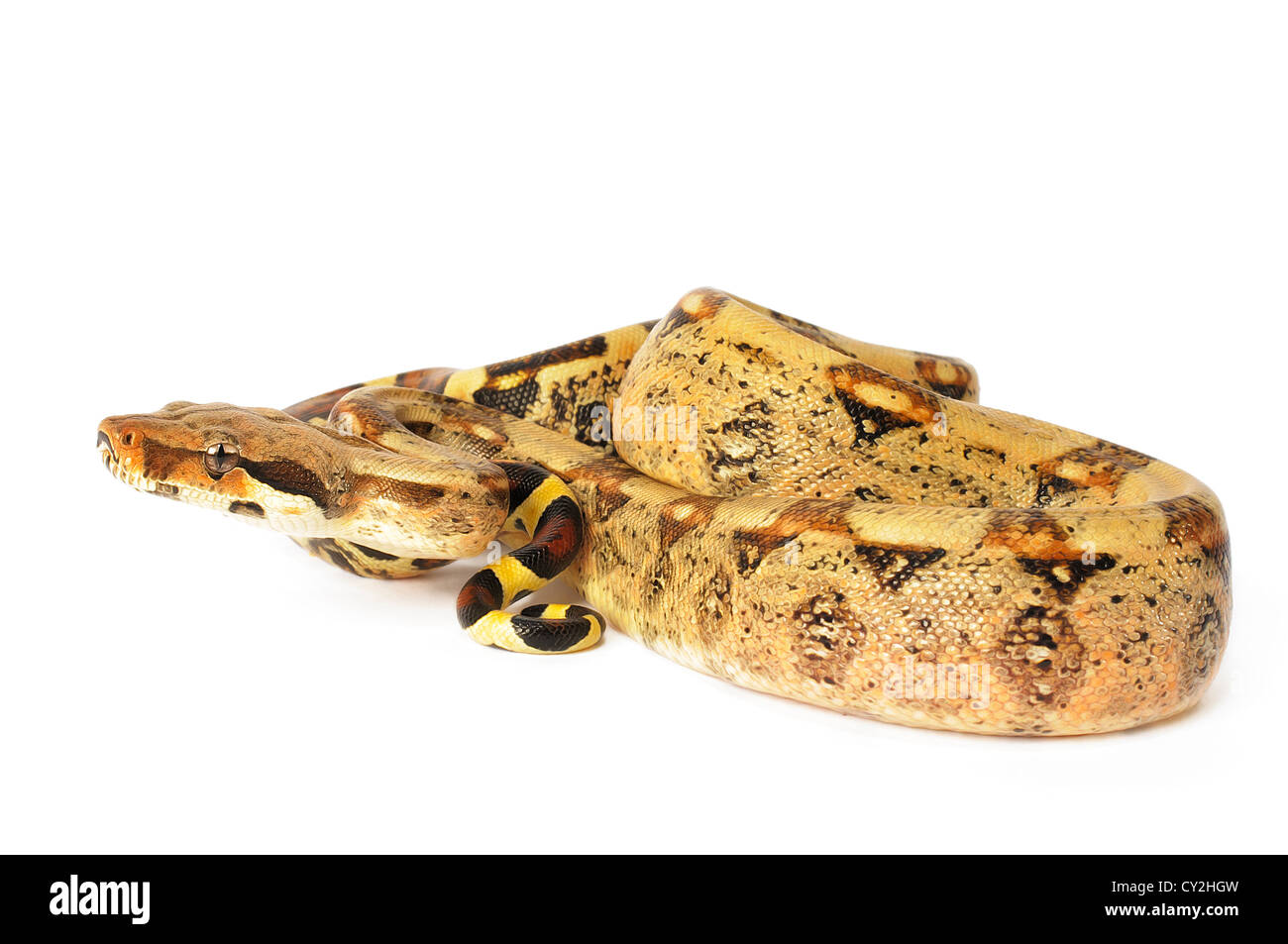 Yellow boa constrictor hi-res stock photography and images - Alamy