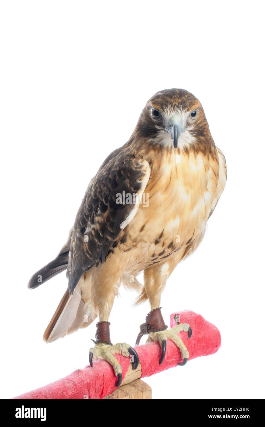 Red tailed hawk perched hi-res stock photography and images - Alamy