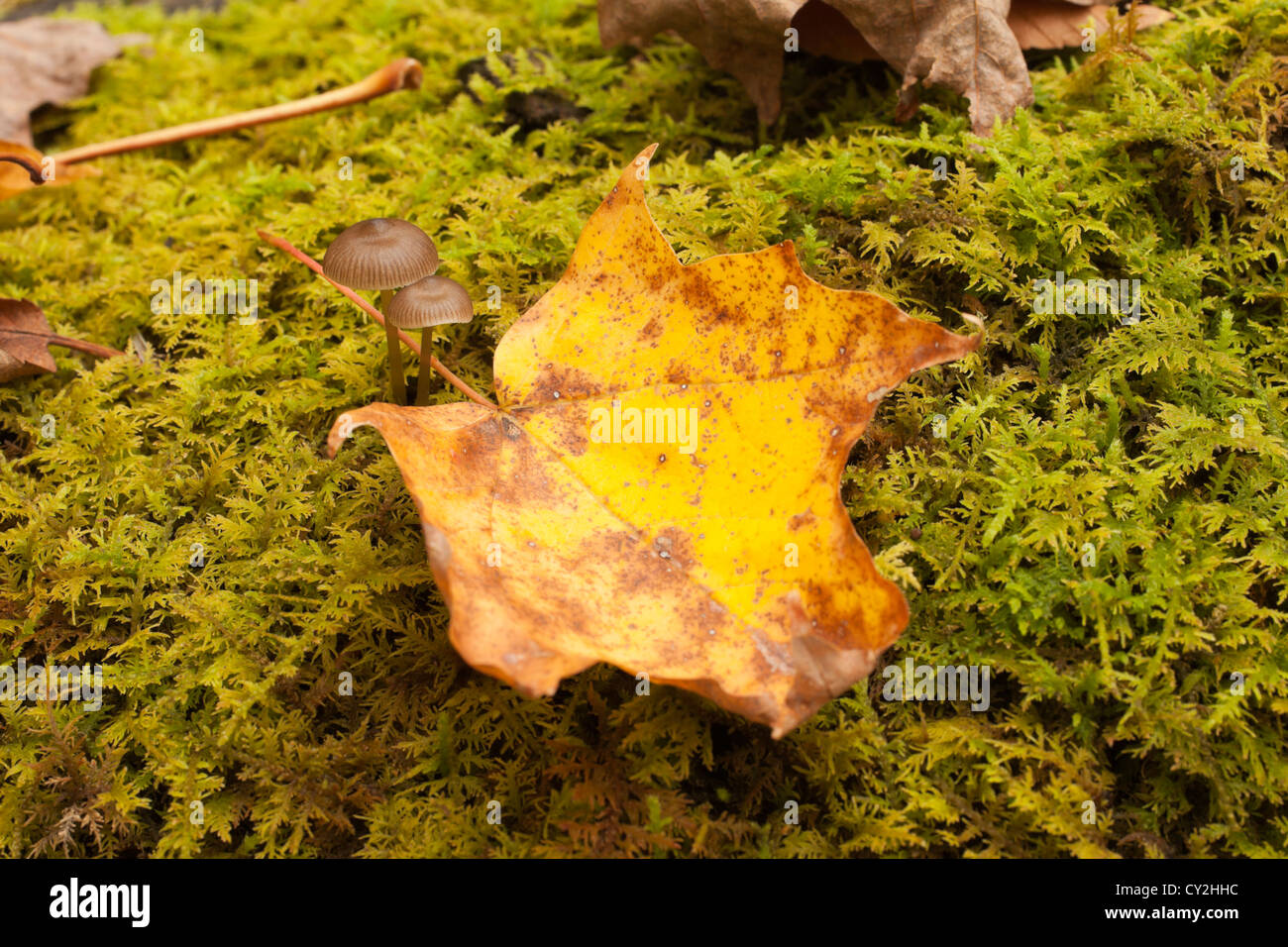 Fall autumn vermont hi-res stock photography and images - Alamy