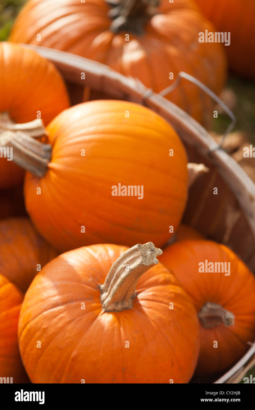 Vermont pumpkins hi-res stock photography and images - Alamy