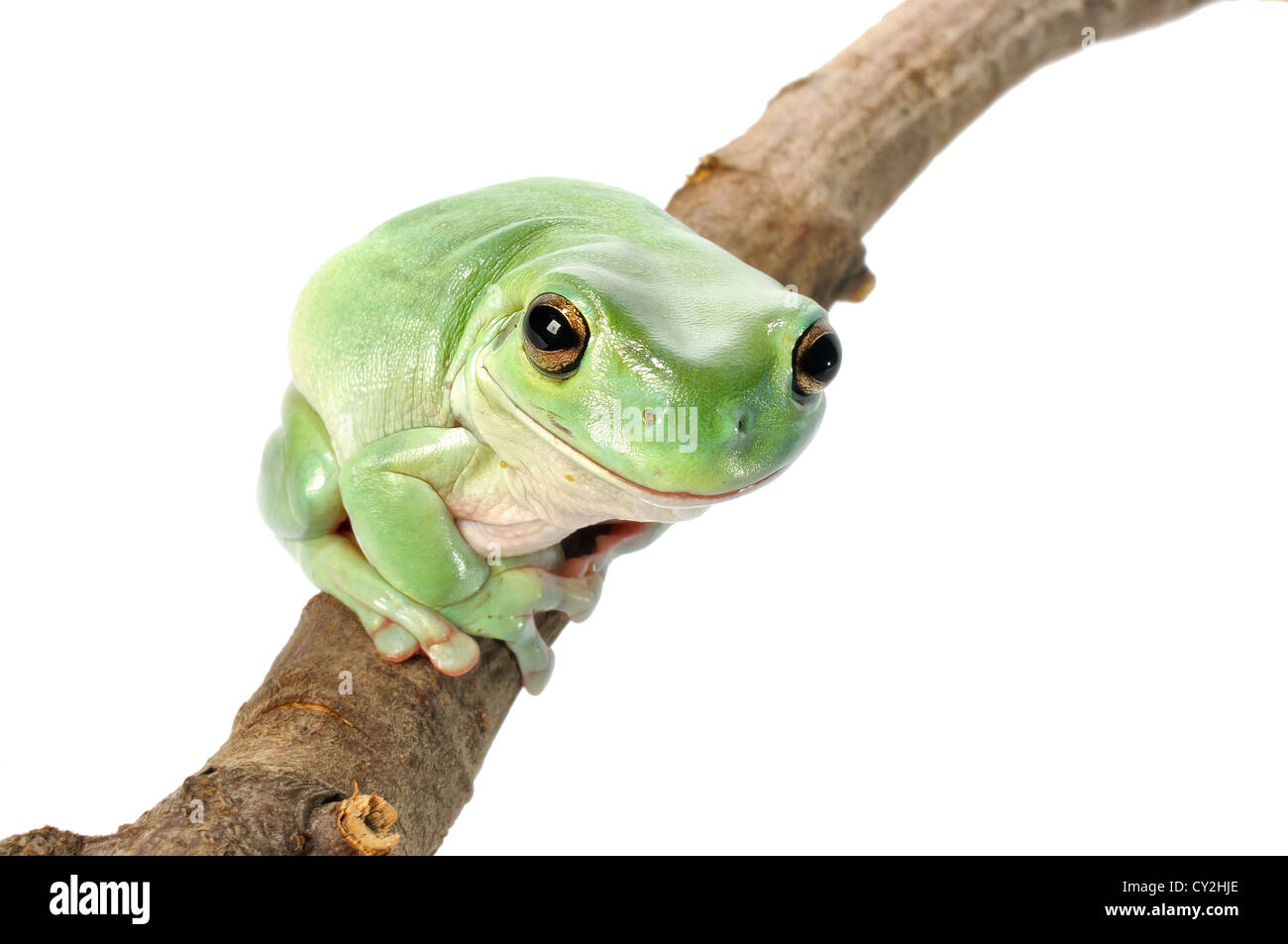 Tree frog on a white background hi-res stock photography and images - Alamy
