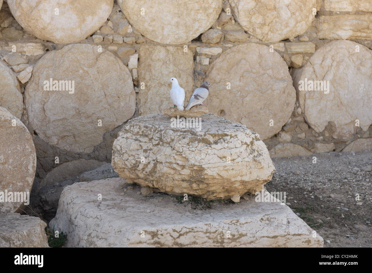 Doves in the Ancient Ruins of Palmyra, Syria Stock Photo - Alamy