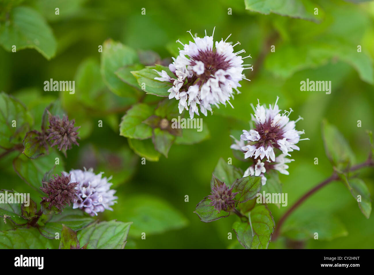 Orange mint, Mentha citrata Stock Photo - Alamy