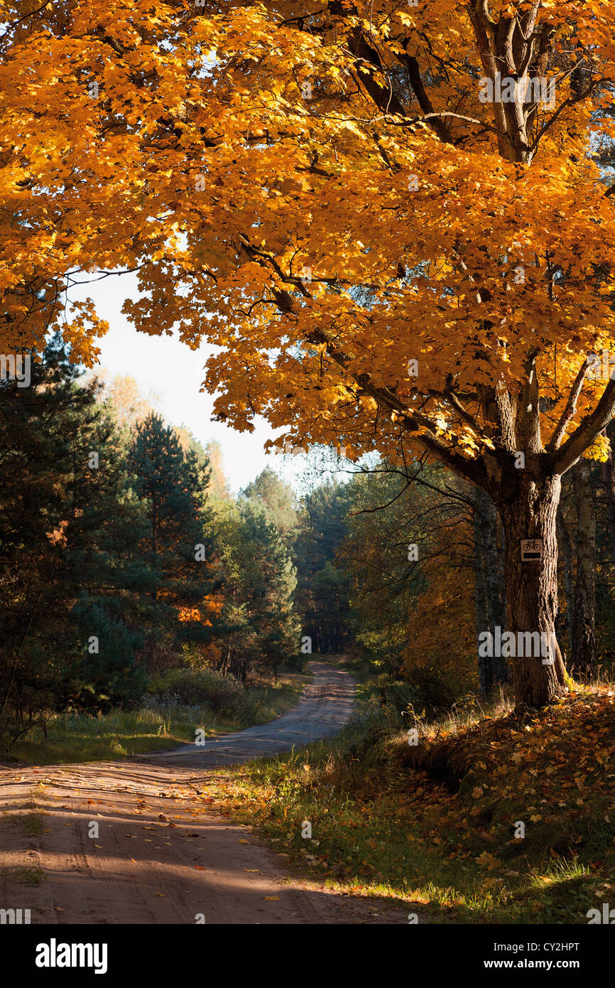 autumnal tree in forest, forestry trail in fall scenery, autumn in wood ...