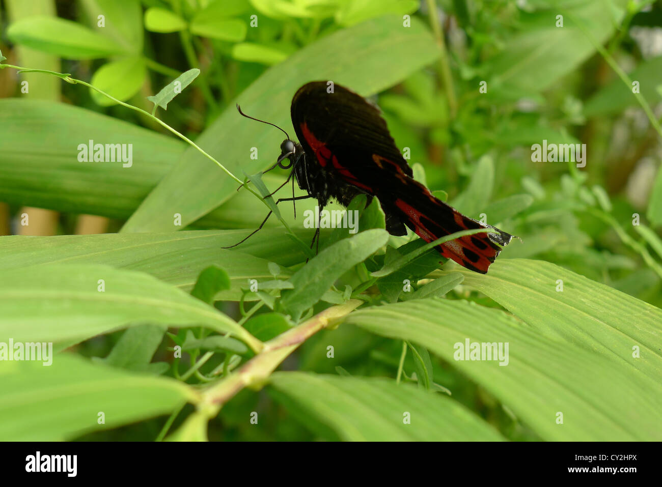 Black White and Red butterfly side view Stock Photo - Alamy