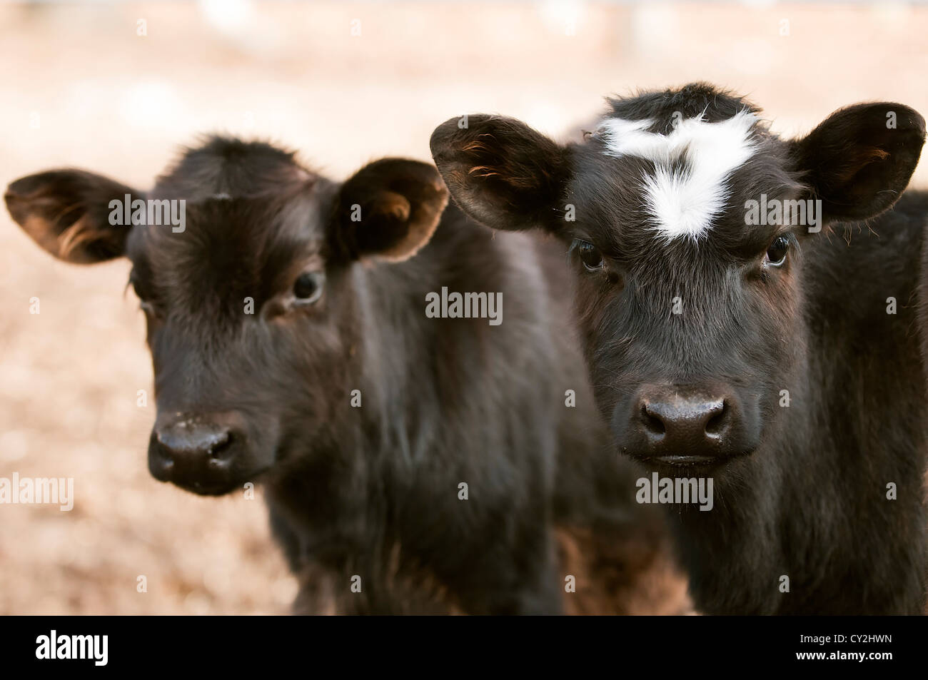 Two young chocolate colored cows looking toward the viewer Stock Photo ...