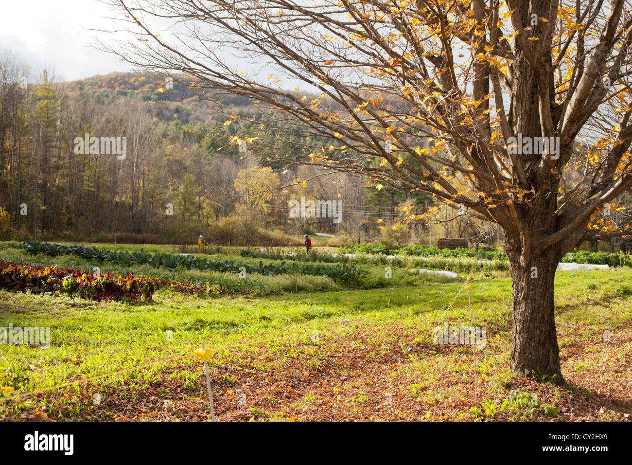 Ludlow vermont fall hi-res stock photography and images - Alamy