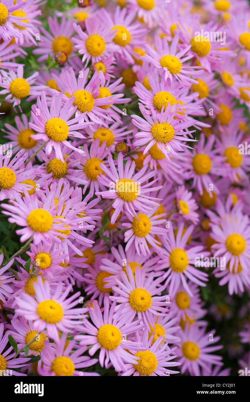 Michaelmas daisies hi-res stock photography and images - Alamy