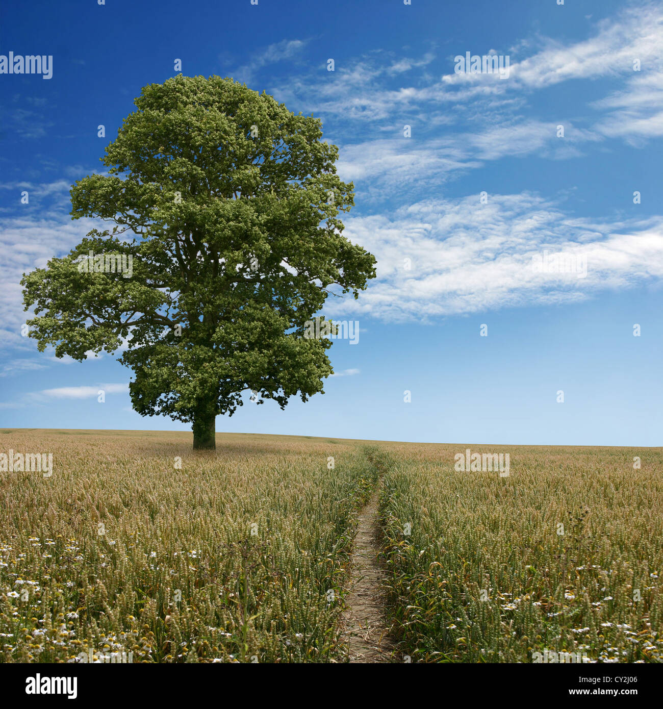A Wheat Field Landscape with Blue Sky, Tree and Path Stock Photo - Alamy