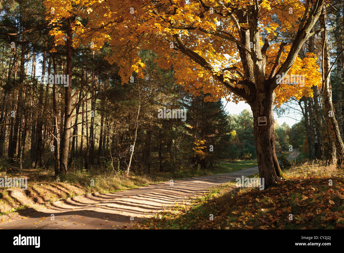 autumnal tree in forest, forestry trail in fall scenery, autumn in wood ...