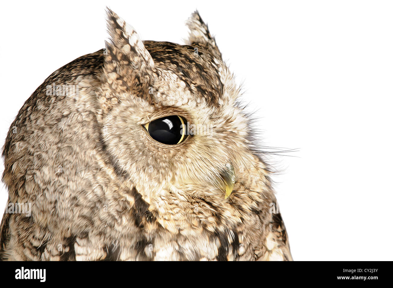 Screech Owl on white background Stock Photo - Alamy