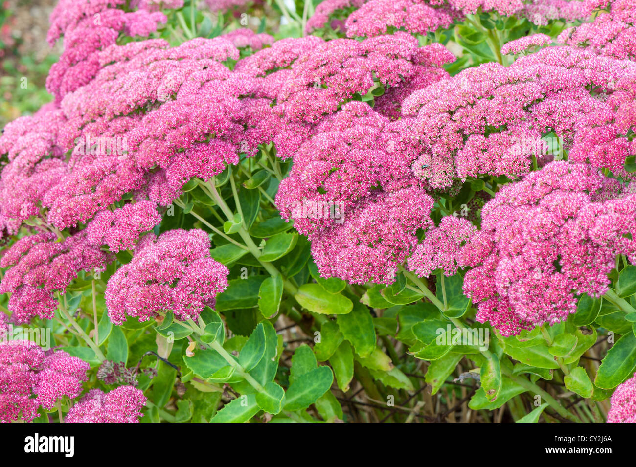 Sedum spectabile 'Herbstfreude' Stock Photo - Alamy