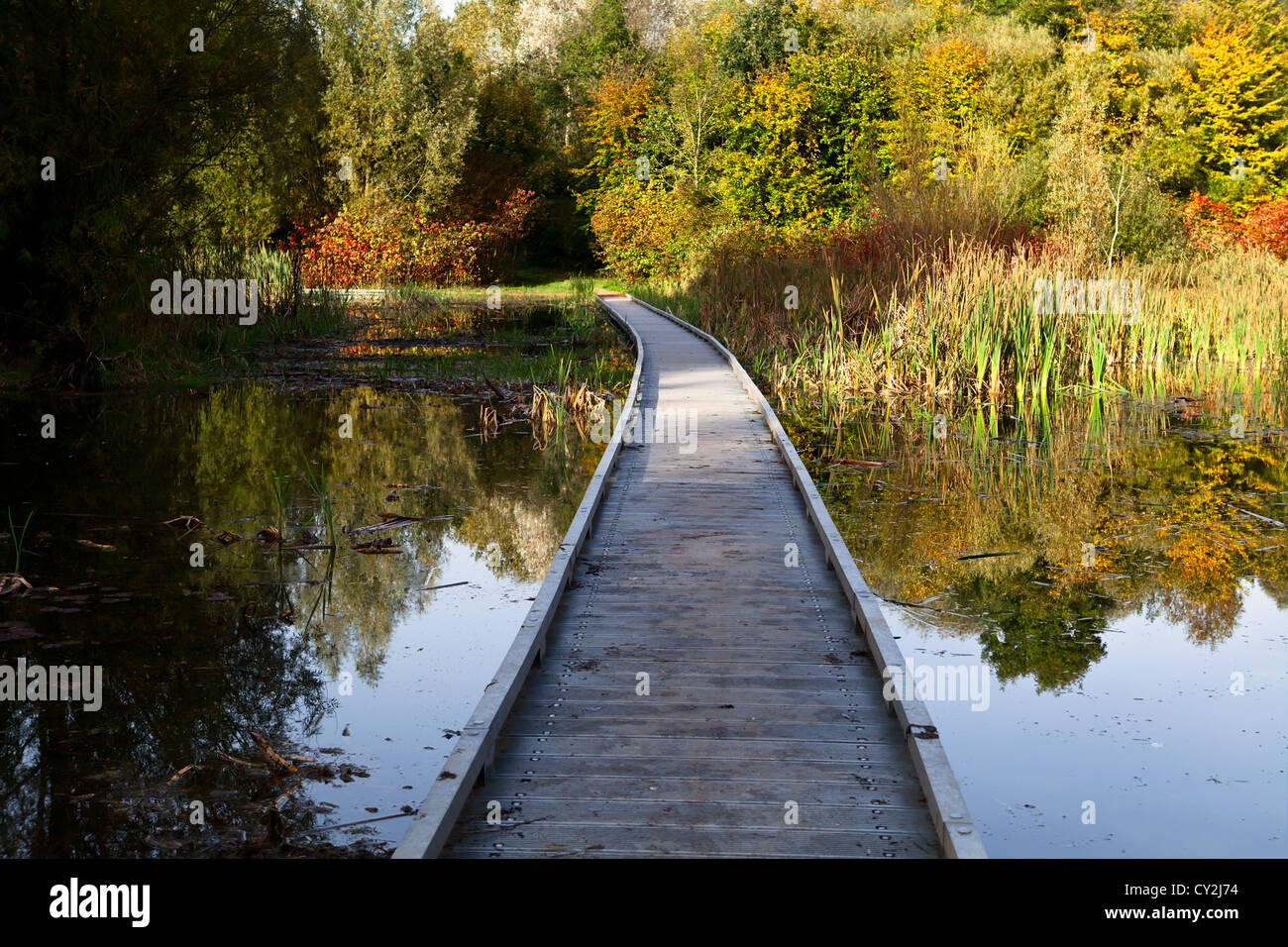 Swamp water path hi-res stock photography and images - Alamy