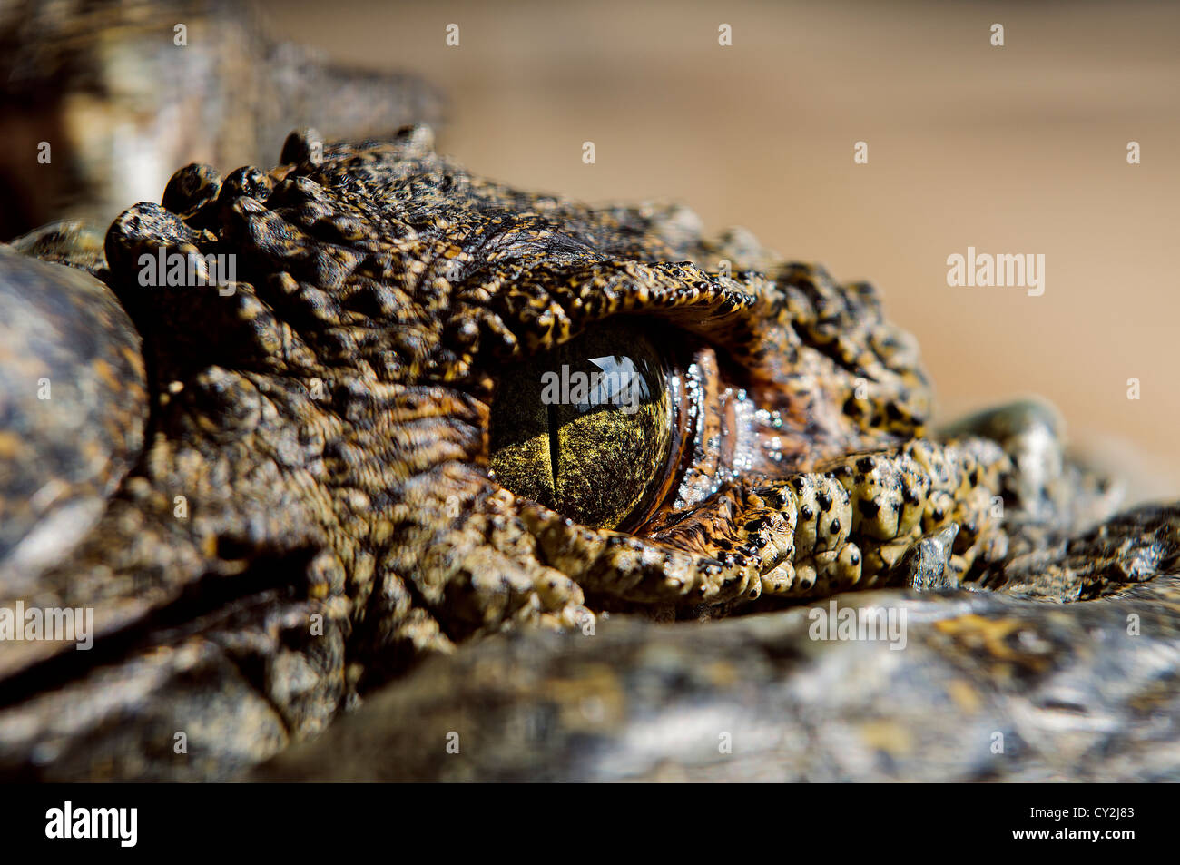Crocodile eye water hi-res stock photography and images - Alamy