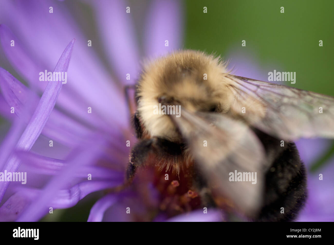 Bee form hi-res stock photography and images - Alamy