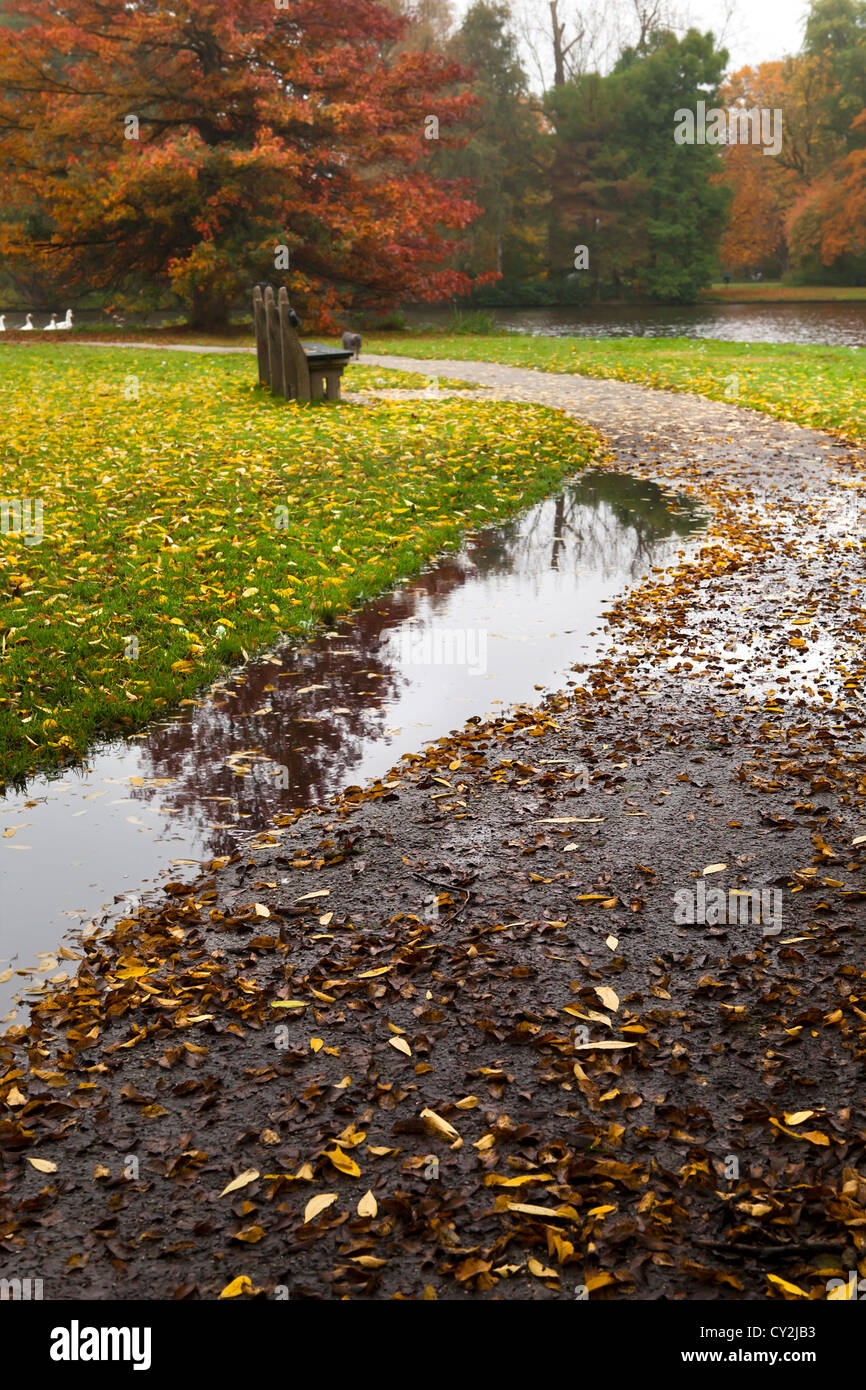 puddle on the path in deep autumn Stock Photo - Alamy
