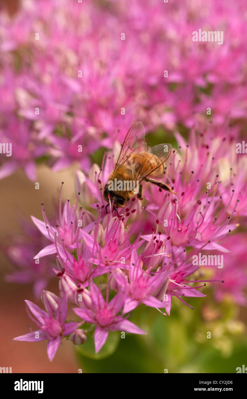 Honey bees on pink Kalanchoe Stock Photo - Alamy
