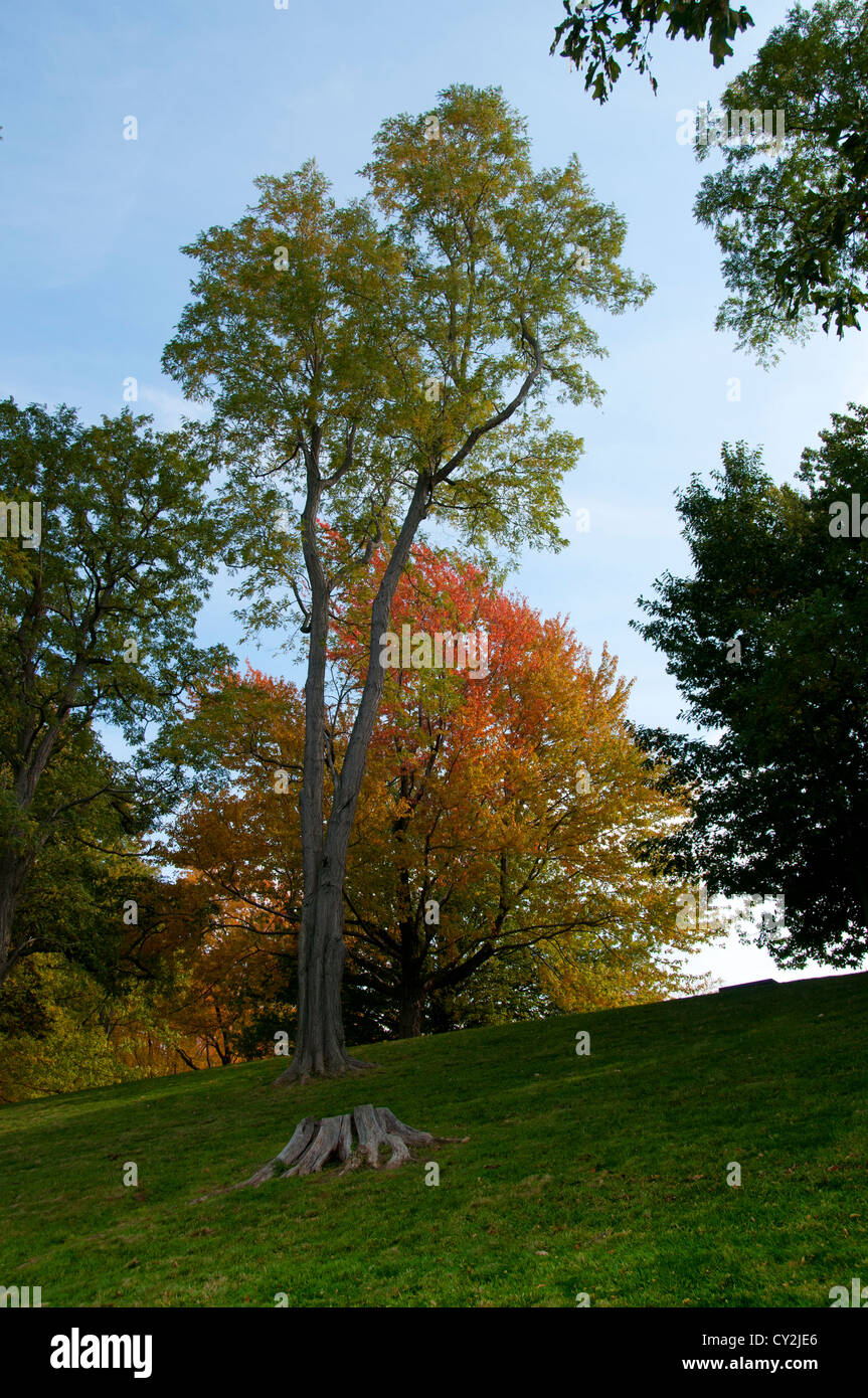 Hillside with fall colors Stock Photo - Alamy