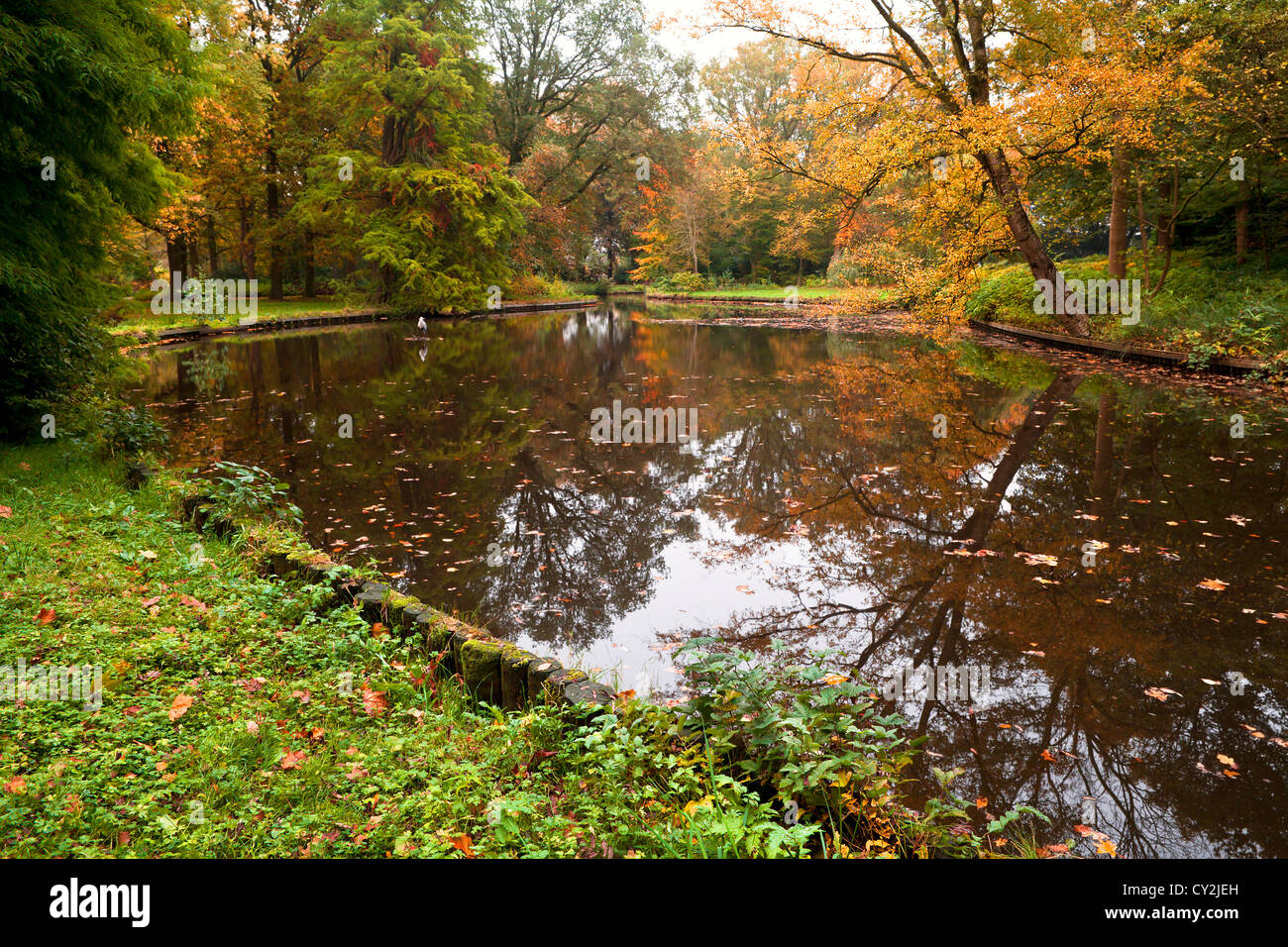 cozy pond and colorful trees in autumn, Groningen, Netherlands Stock ...