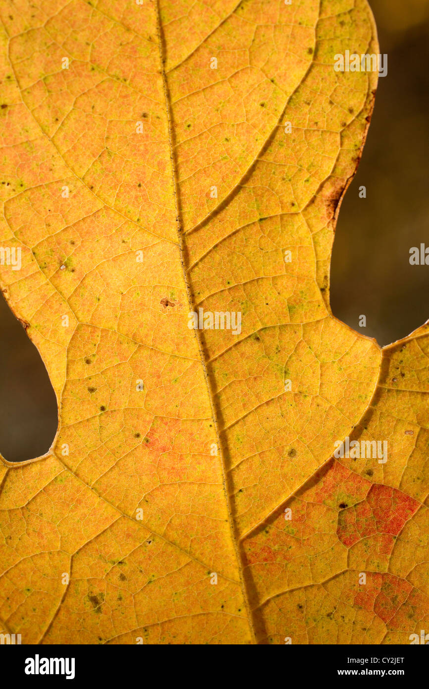 Sassafras hi-res stock photography and images - Alamy