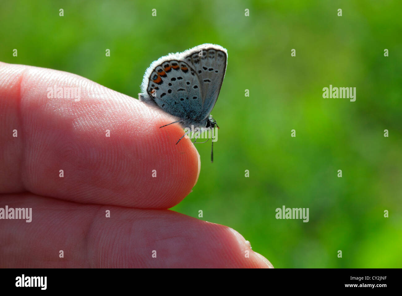 Hand blue butterfly hi-res stock photography and images - Alamy
