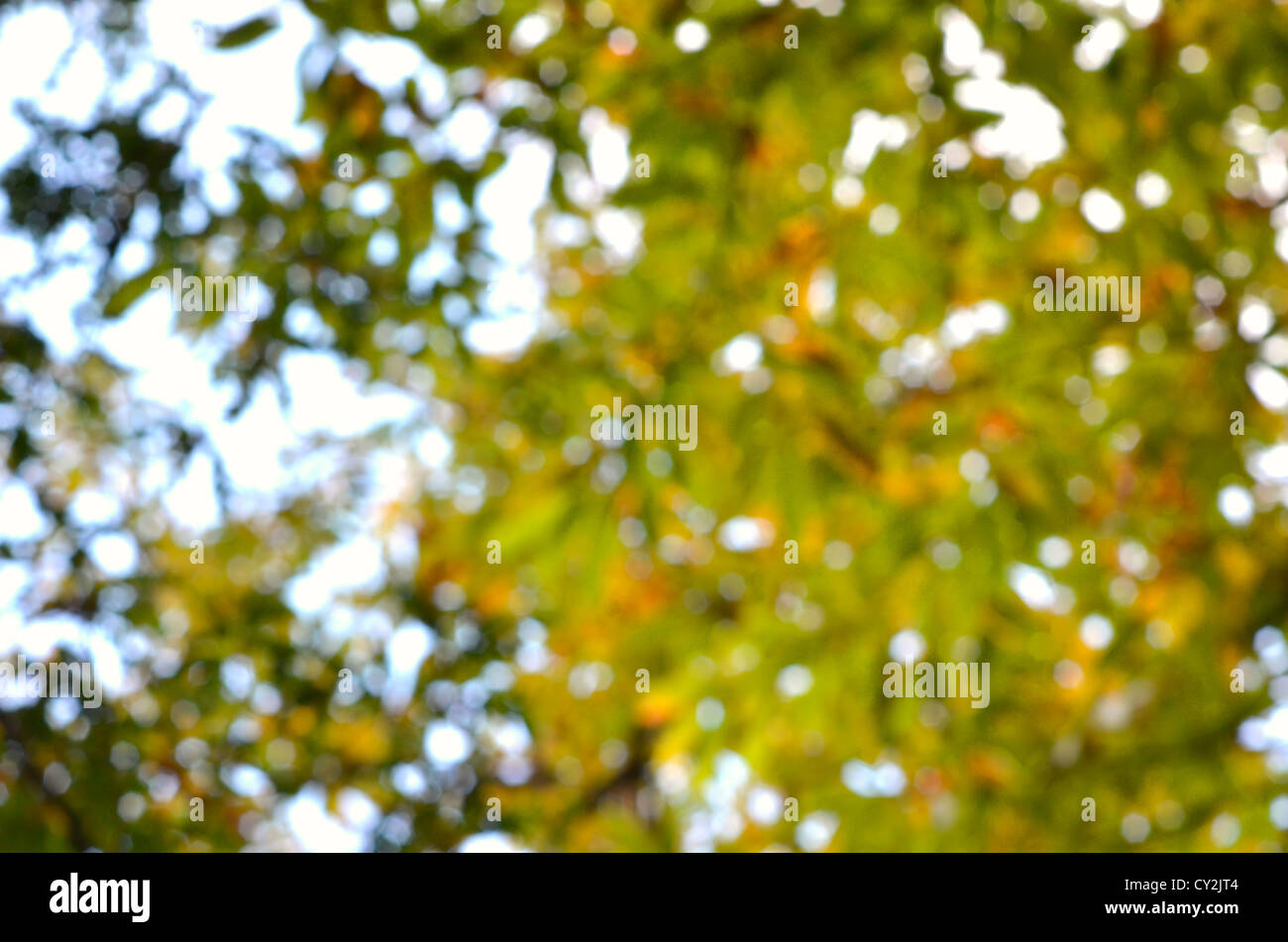 Soft focus shot of mixed deciduous and conifer tree canopy - upwards ...