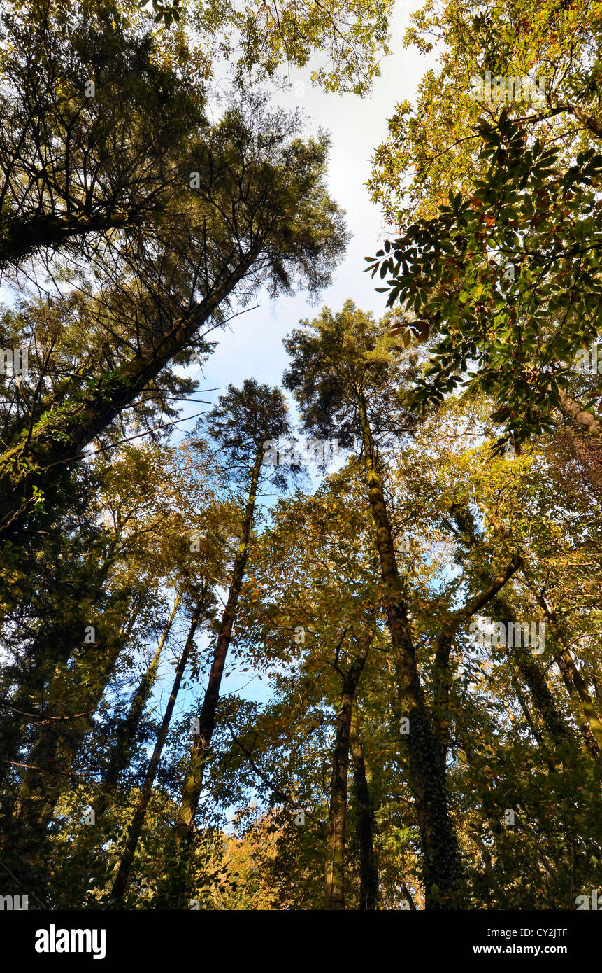 Mixed deciduous and conifer tree canopy - low angle towards sky. Tree ...