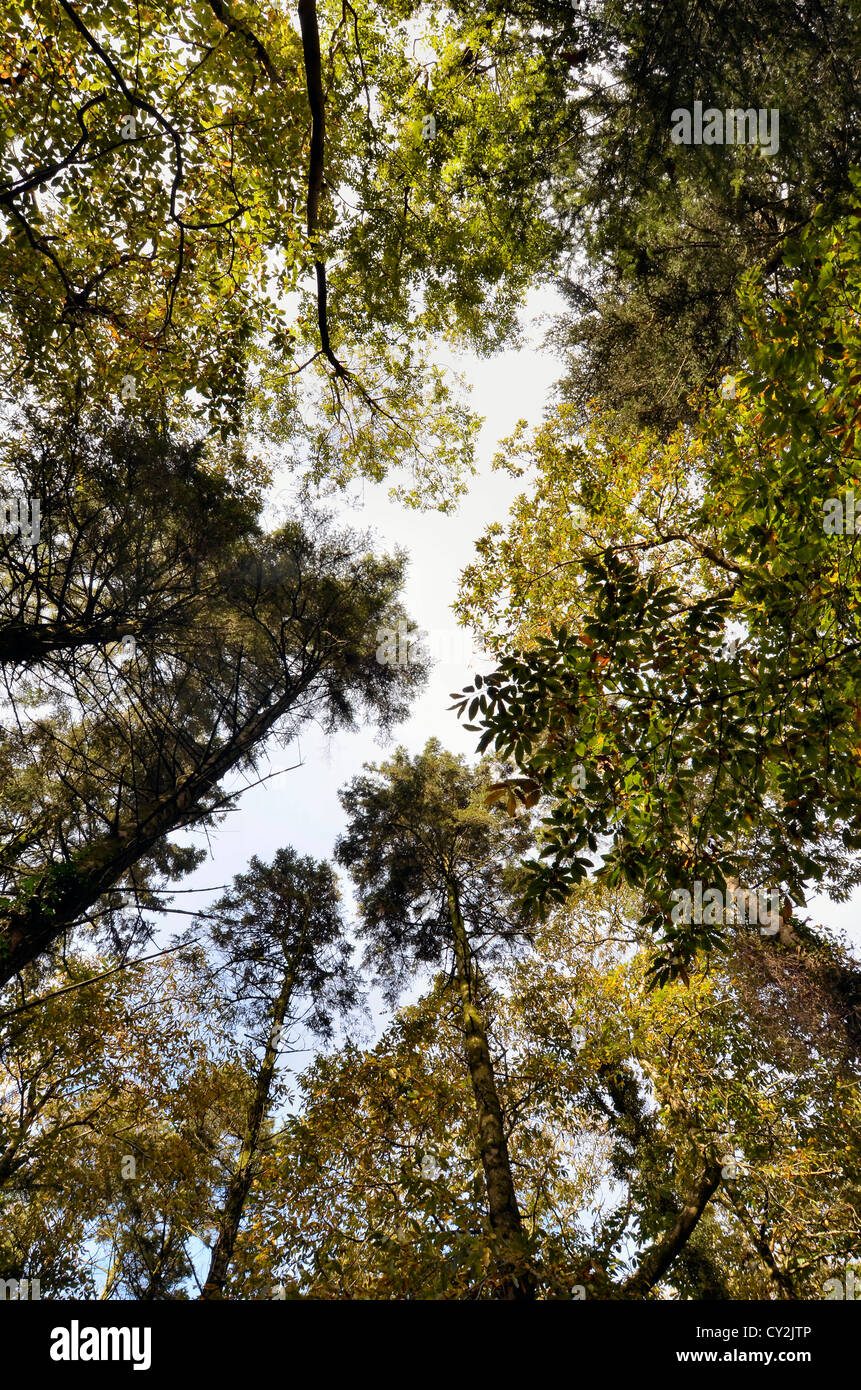 Mixed deciduous and conifer tree canopy - low angle towards sky. Tree ...
