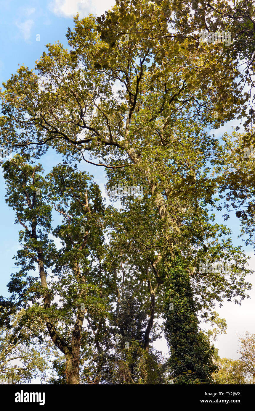 Mixed deciduous and conifer tree canopy - upward angle towards sky ...