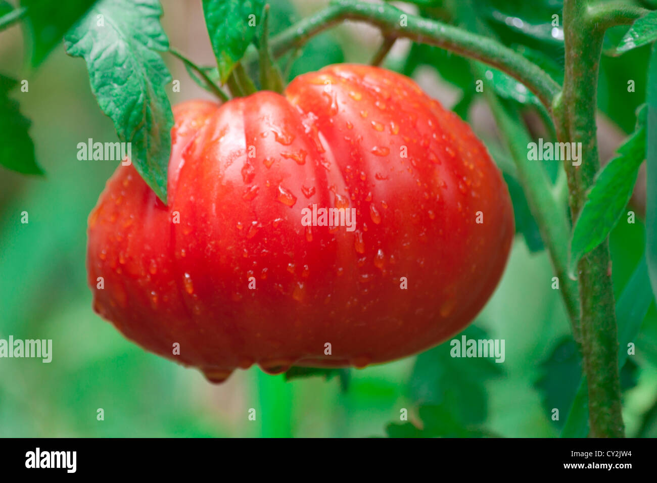 One single tomato cultivated in the orchard Stock Photo - Alamy