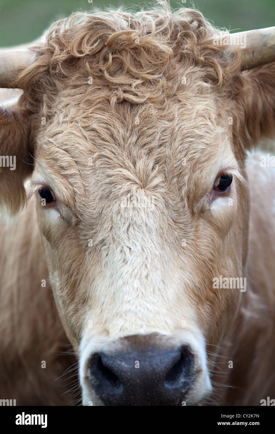 Bull eye hi-res stock photography and images - Alamy